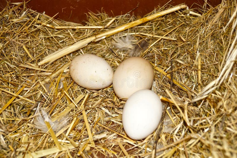 Three Eggs stock image. Image of nest, farm, eggs, haystack - 39170617