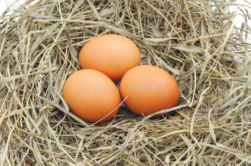 Three eggs in a nest. stock photo. Image of easter, nature - 63861448 Three eggs in a nest. stock photo. Image of easter, nature - 63861448