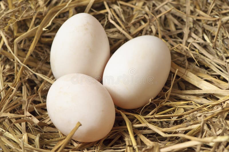 Three Eggs in a Nest of Hay Stock Photo - Image of eating, organic ... Three Eggs in a Nest of Hay Stock Photo - Image of eating, organic ...
