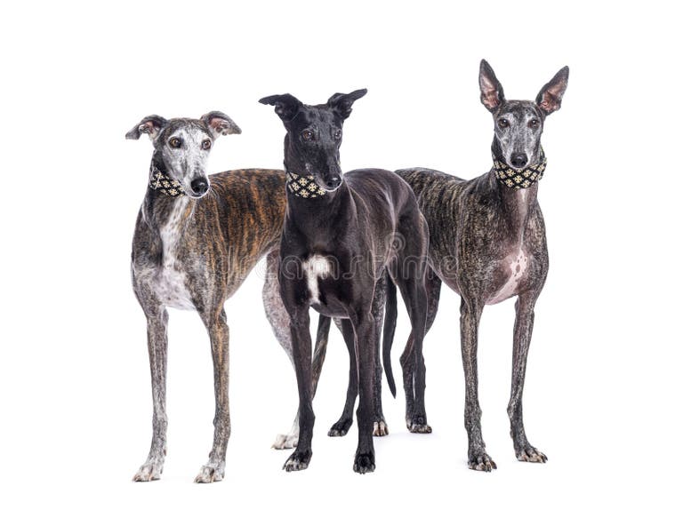 Three Elegant Greyhounds Posing on White Background Stock Image - Image ...