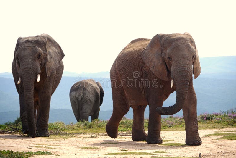 Three elephants stock image. Image of tusk, addo, safari - 26372557