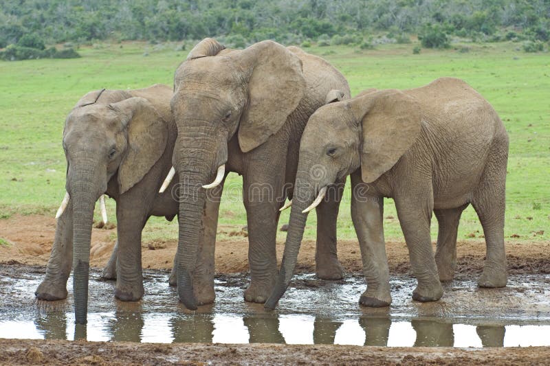 Three Elephants stock photo. Image of grass, trunk, water - 9384932