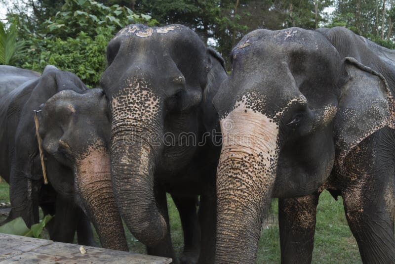 Three happy elephants stock image. Image of three, elephants - 24161541