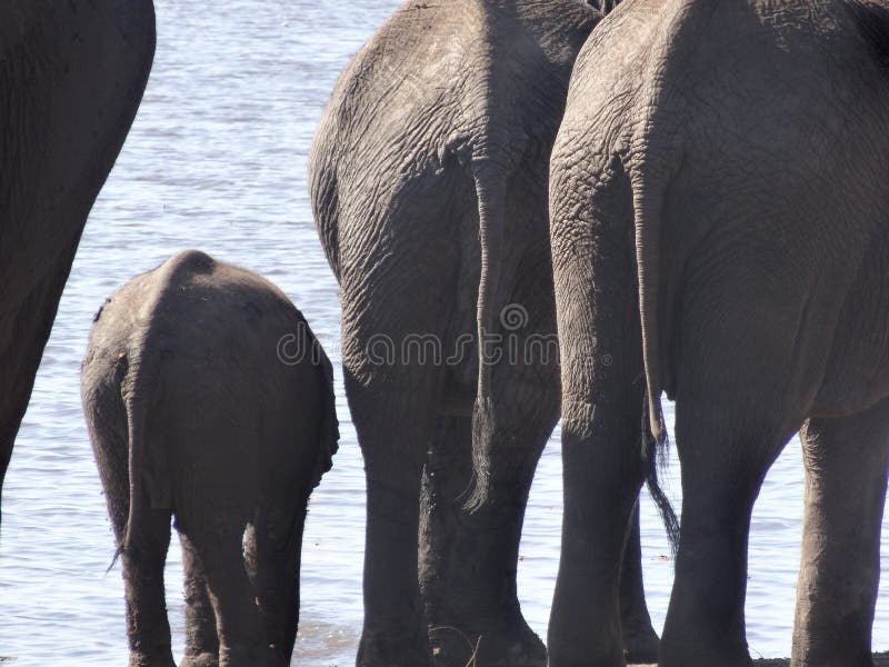 Elephants Back End stock photo. Image of south, safari - 30407940