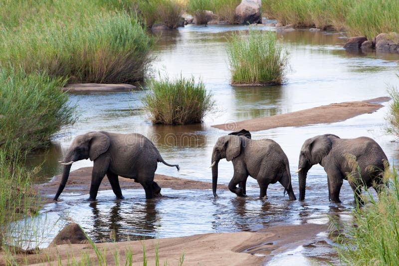 Three elephants stock photo. Image of water, walking - 54592948