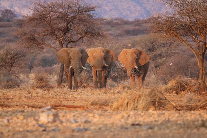 Three Elephants Eating Happily Stock Photo - Image of park, national ...