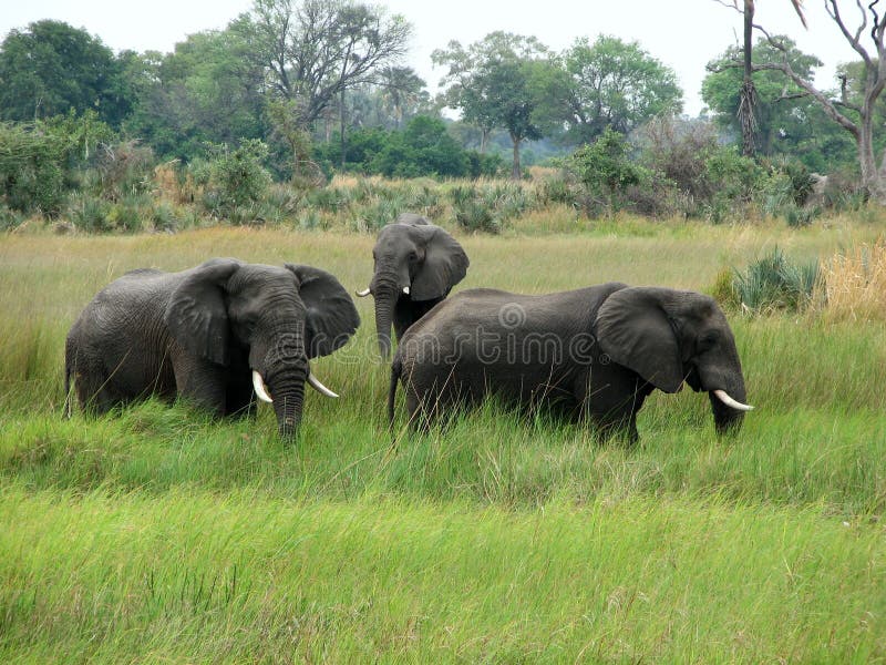 Three elephants stock image. Image of okavango, elephant - 44020787