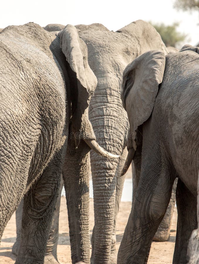 Three Elephants Walking Towards an Acacia Tree in Hwange National Park ...