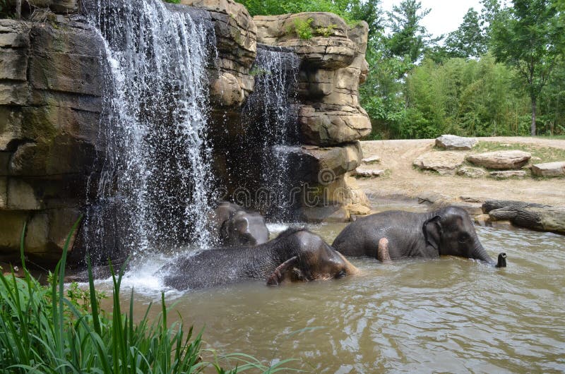 Three elephants swimming stock photo. Image of asia, swimming - 20063068