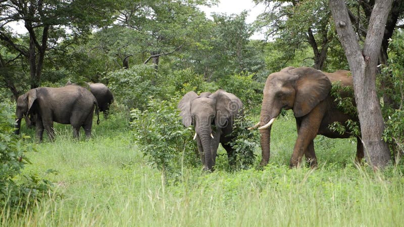 Three Elephants Walking in the Grass in Caprivi Strip, Namibia Stock ...