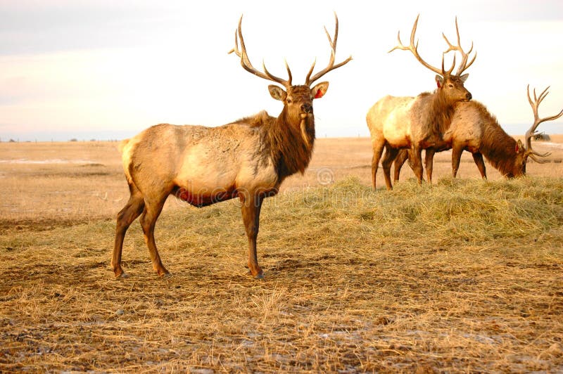 Three Elk stock image. Image of stag, pixart, prairie, hunt - 463233