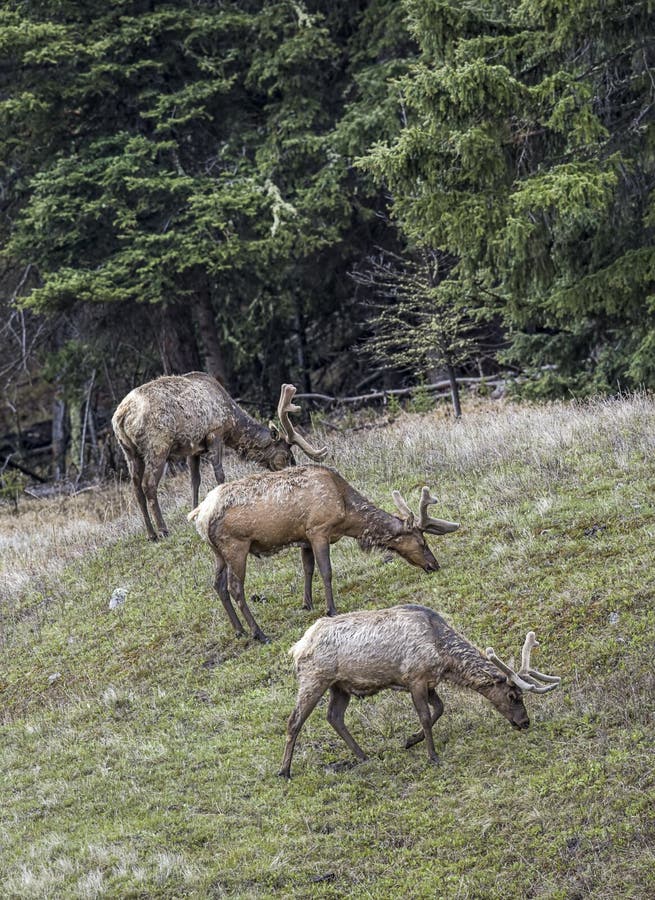 Three Elk Grazing on a Hill Stock Photo - Image of antler, national ...