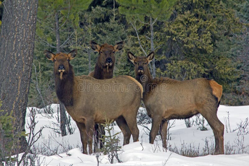 Three Elk in the Snow stock photo. Image of snowy, alert - 29266244