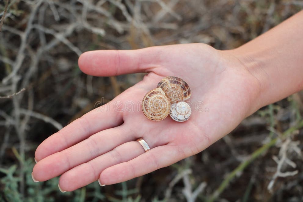 Three Empty Shells on the Girl`s Hand Stock Photo - Image of dead ...