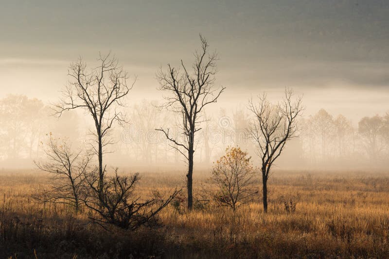 Three Empty Trees in Fall stock image. Image of national - 81332257