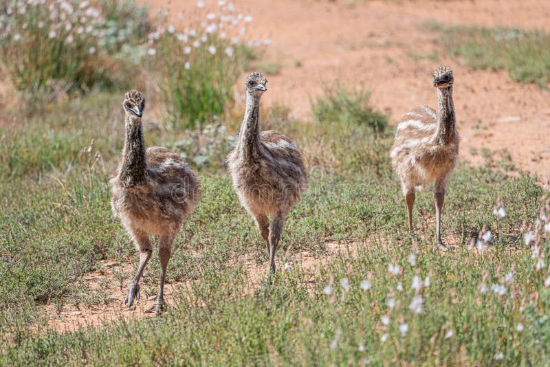 Three Emu Chicks in the Green Field Under the Sun Light. Stock Photo ...