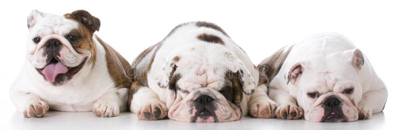 Three bulldogs stock photo. Image of reflection, nature - 26208570