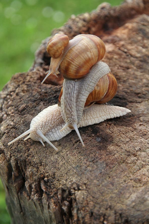 Three escargot or snails stock image. Image of climbing - 19507437