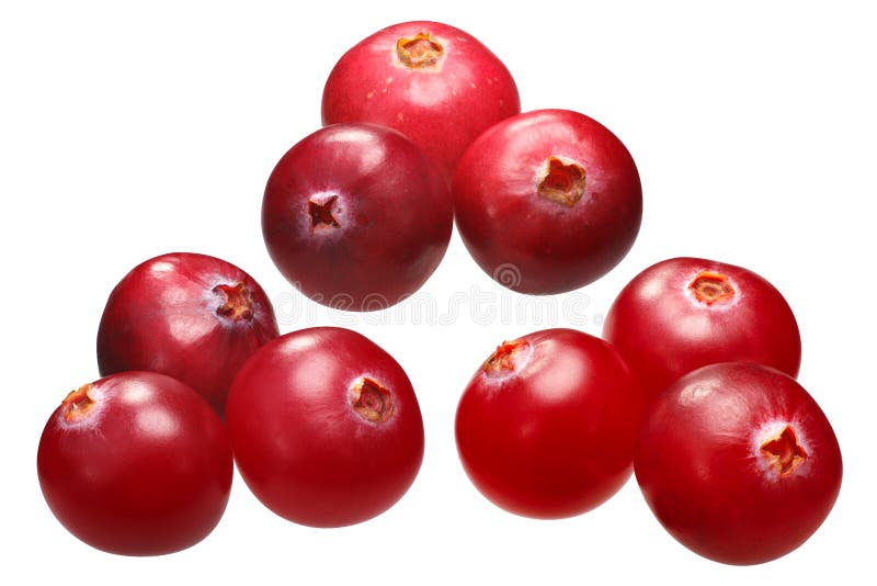 Three Cranberries V. Oxycoccs, Paths Stock Photo - Image of three ...