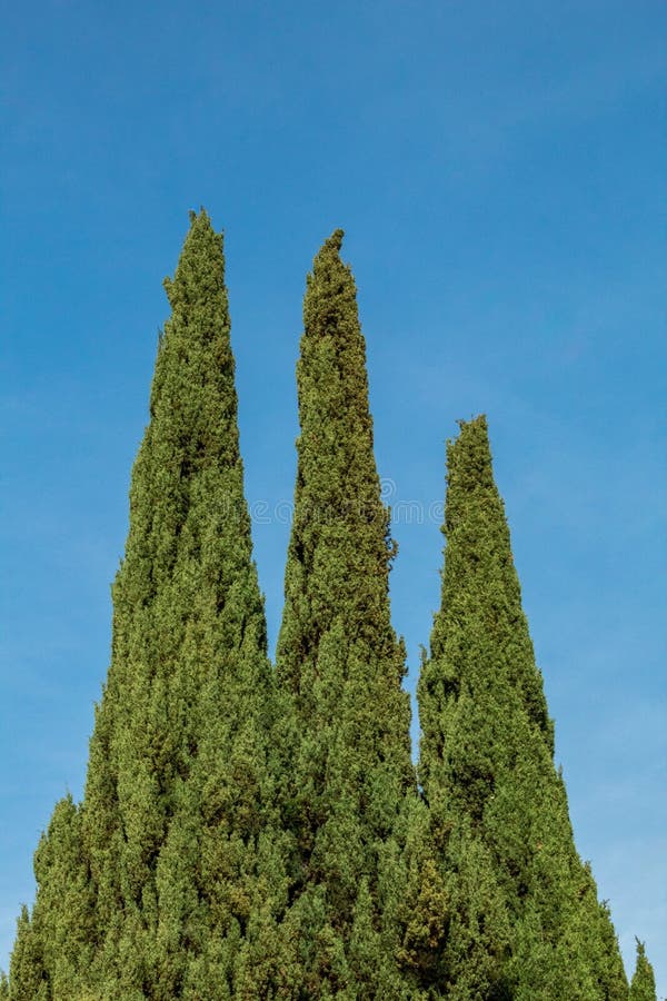 Three Evergreen Trees on a Blue Sky Stock Photo - Image of pattern ...