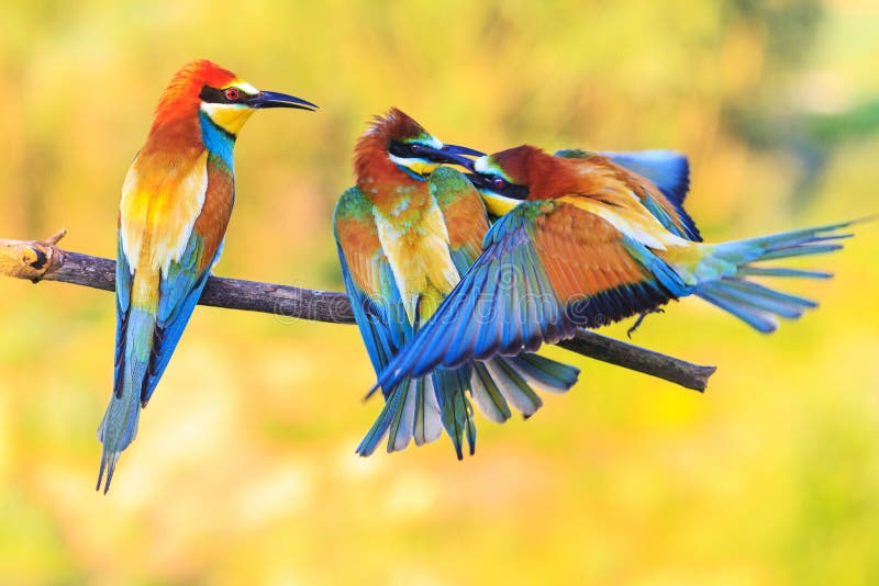 Three Exotic Colored Birds Biting on the Branch Stock Photo - Image of ...