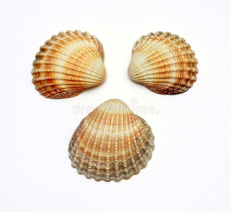 Three exotic shells stock image. Image of marine, exotic - 4501987