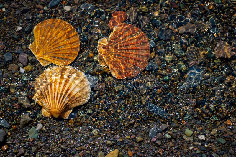 Three Exotic Shells Covered in Water on a Rocky Beach with Dark Sand ...