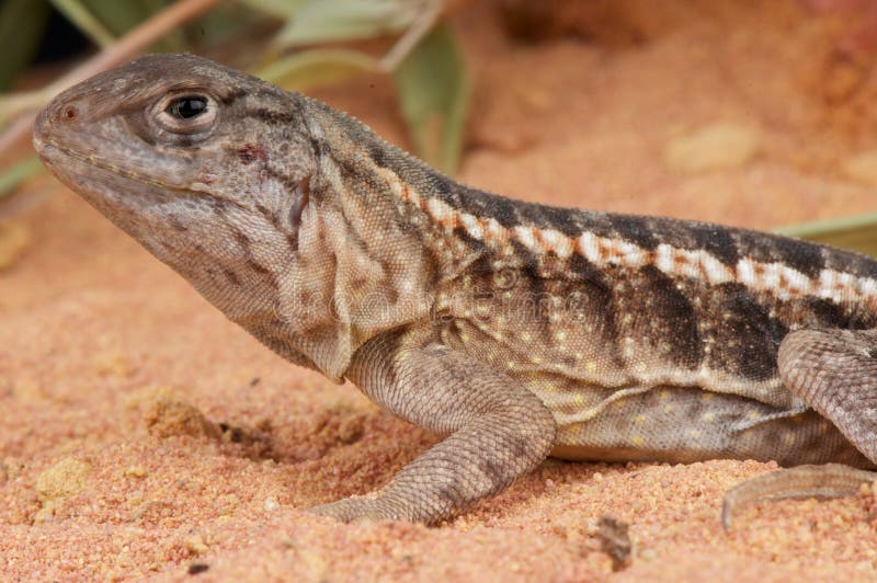 Three-eyed lizard stock image. Image of diurnal, oplurus - 15383489