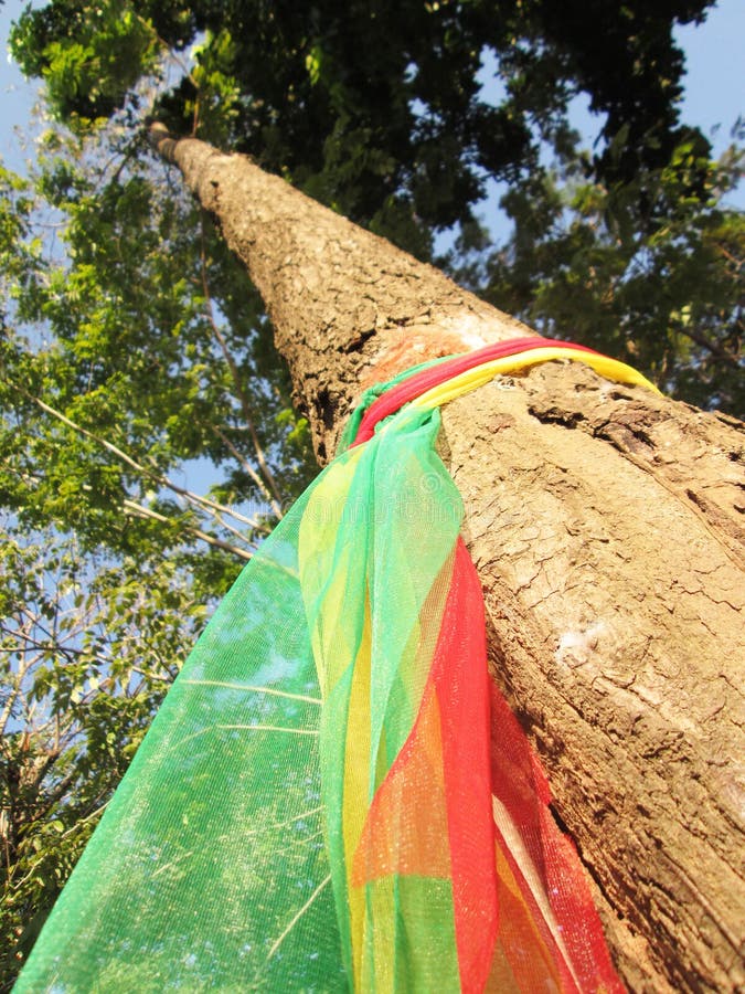 Three Fabric Color Wrap the Old Tree, the Belief in Thailand Stock ...