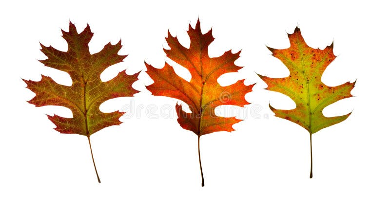 Three Fall Leaves.Isolated. Stock Photo - Image of colorful, tree: 32260324