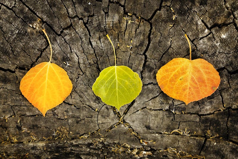 Three Fall Leaves on an Old Rustic Tree Log Stock Image - Image of ...