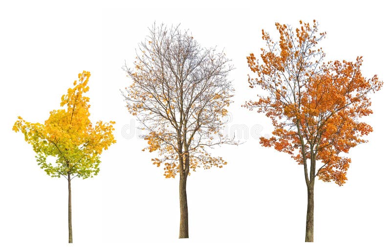 Three Autumn Large Maple Tree Isoalted on White Stock Photo - Image of ...