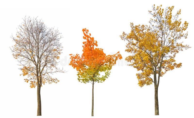 Three Autumn Large Maple Tree Isoalted on White Stock Photo - Image of ...