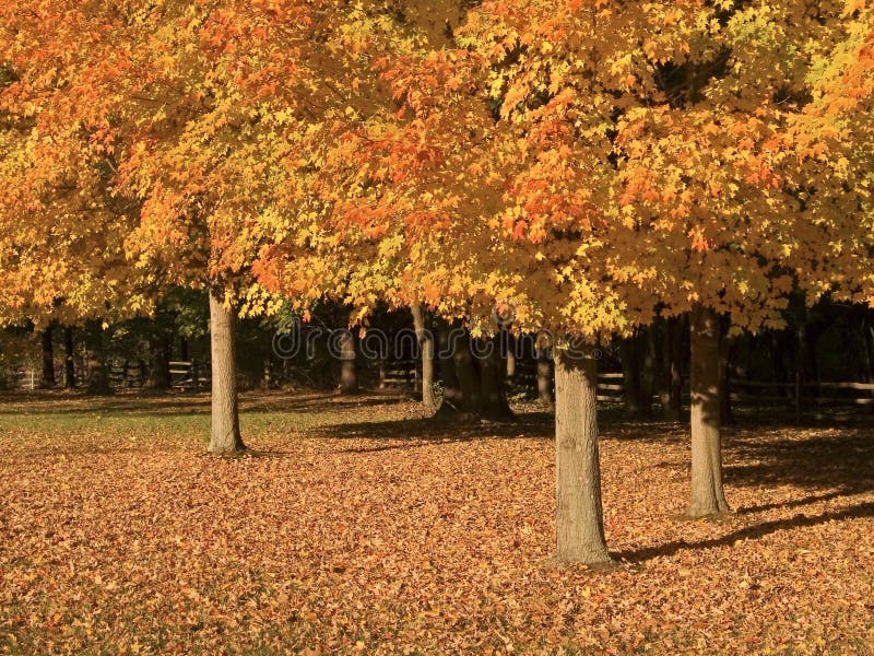 Three Fall Trees stock image. Image of color, nature, forest - 393761