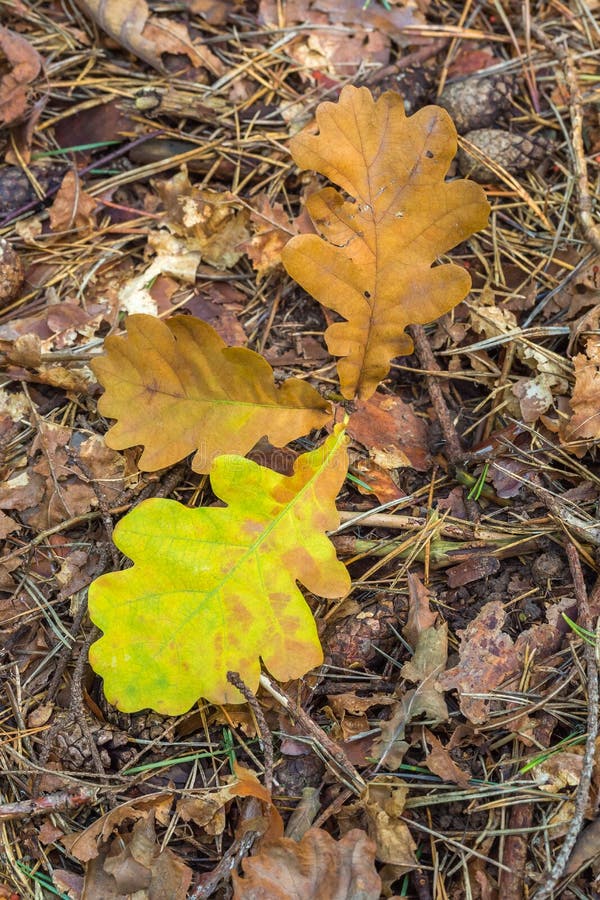 Three of Fallen Oak Leaf on Forest Floor. Stock Photo - Image of nature ...
