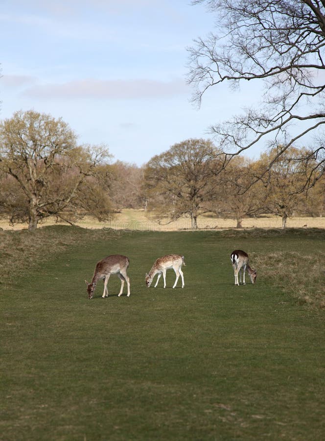 Three Fallow Deer Grazing in the Park. Stock Image - Image of nature ...