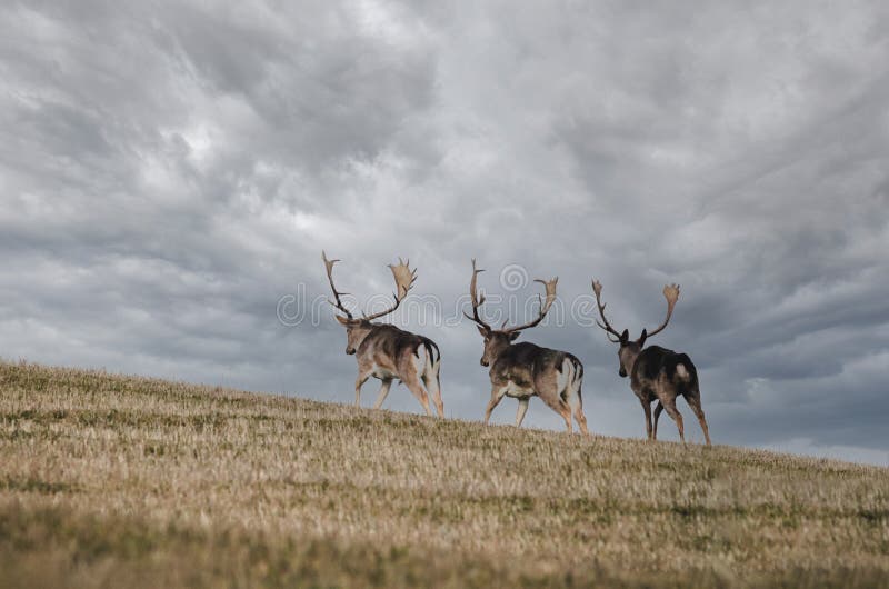 Three Fallow Deer Run Past the Ridge of the Hill To Better Pastures ...