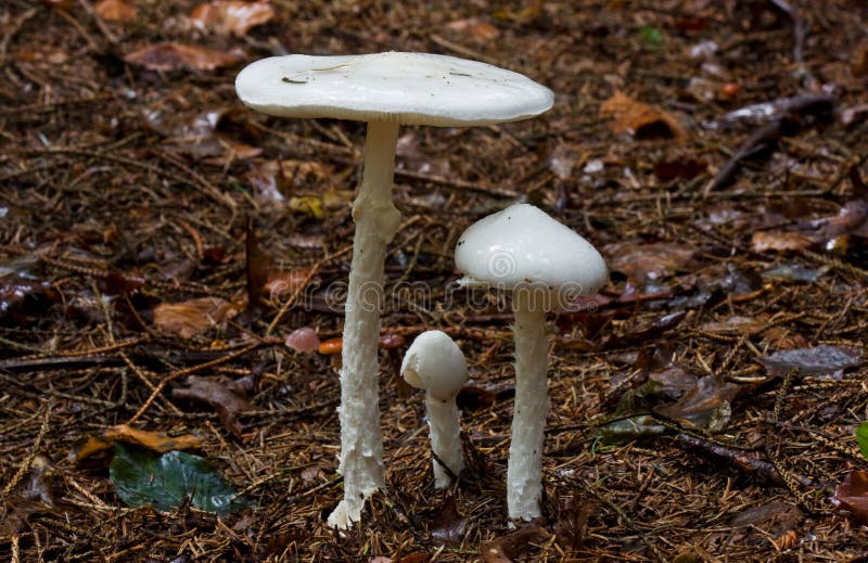 False Death Caps on Forest Floor. Stock Photo - Image of death ...