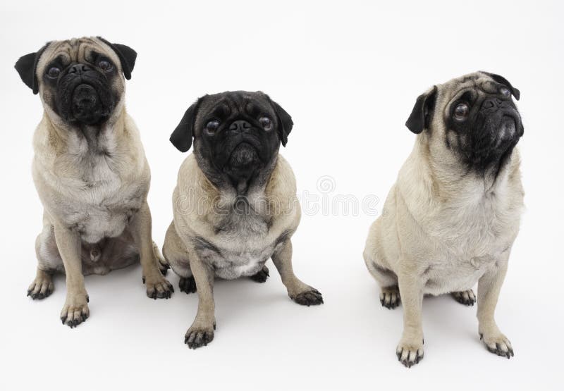 Three Pugs on a White Background. Stock Photo - Image of pugs, canine ...