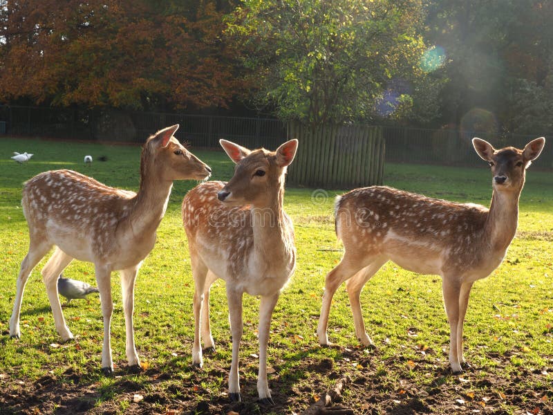 Three Elk Fawns stock image. Image of grass, cute, preserve - 25855207