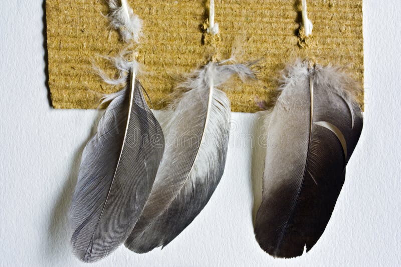 Three feathers stock photo. Image of delicate, closeup - 21571070
