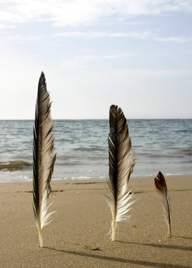 Three feathers stock image. Image of isolated, background - 47072005