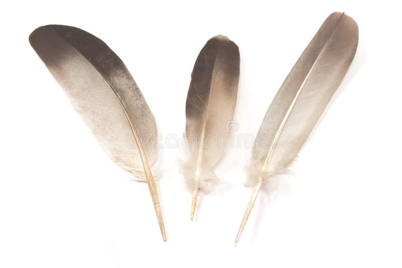 Three feathers stock image. Image of isolated, background - 47072005