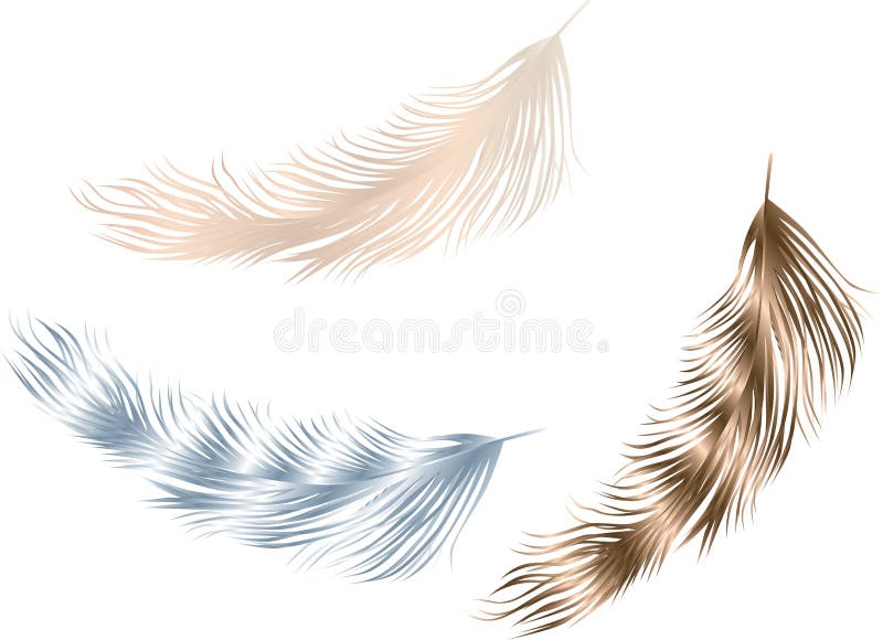 Three feathers stock vector. Illustration of object, fluffy - 46990380