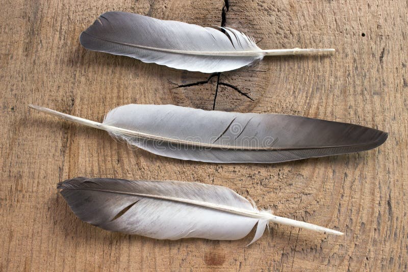 Three feathers stock photo. Image of delicate, closeup - 21571070