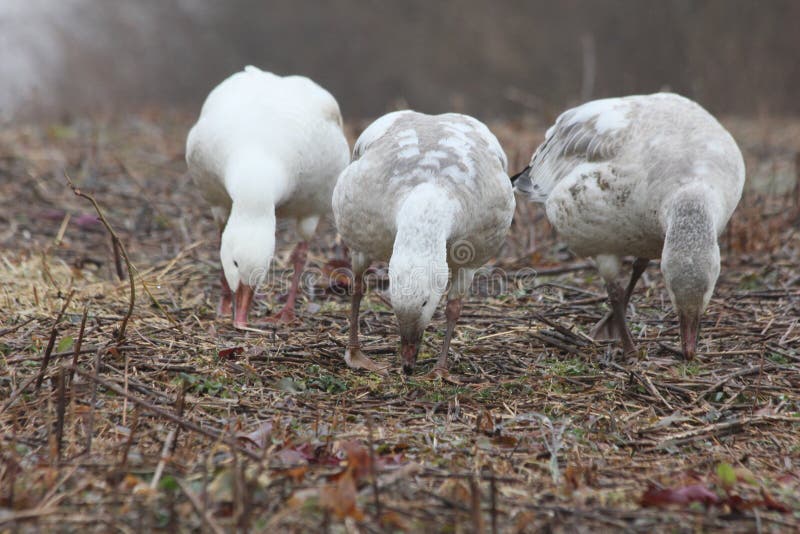 Three feeding snow geese stock photo. Image of light - 26900990