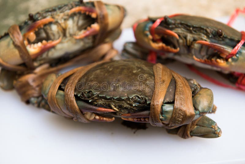 Three Female Black Crabs before Cooking Stock Image - Image of abdomen ...
