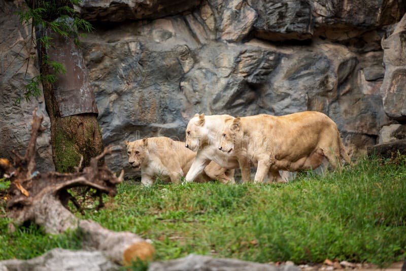 Female Lions Against a Rocky Wall in a Zoo Stock Photo - Image of brown ...