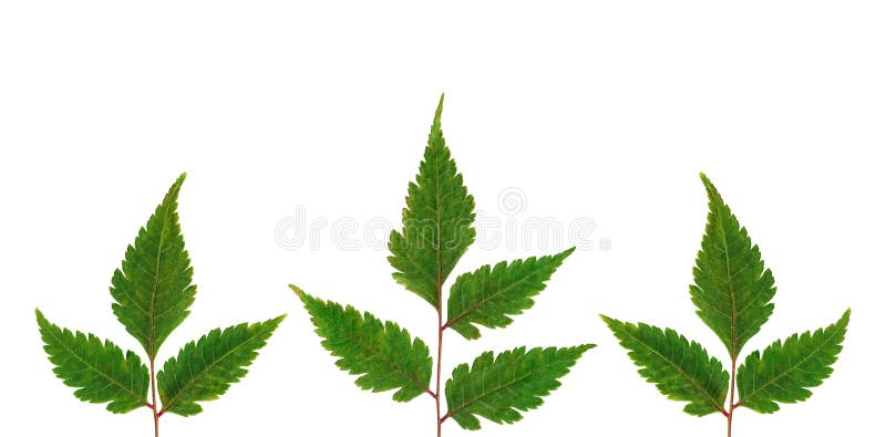 Three Ferns on White stock image. Image of plants, foliage - 16385161