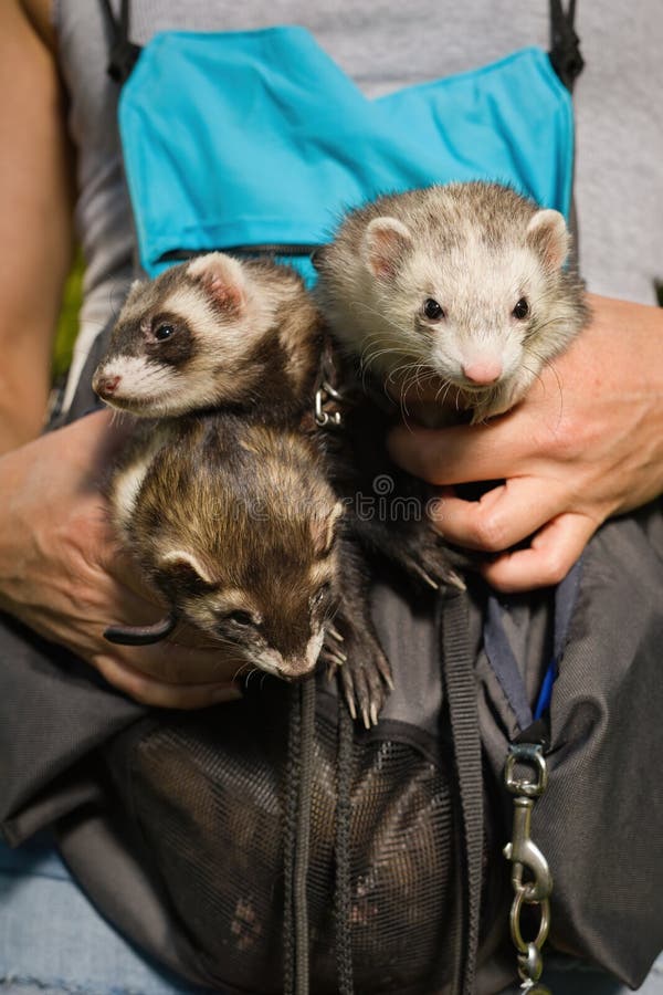 Three Ferrets Resting in Soft Pouch between Running in Summer Park ...